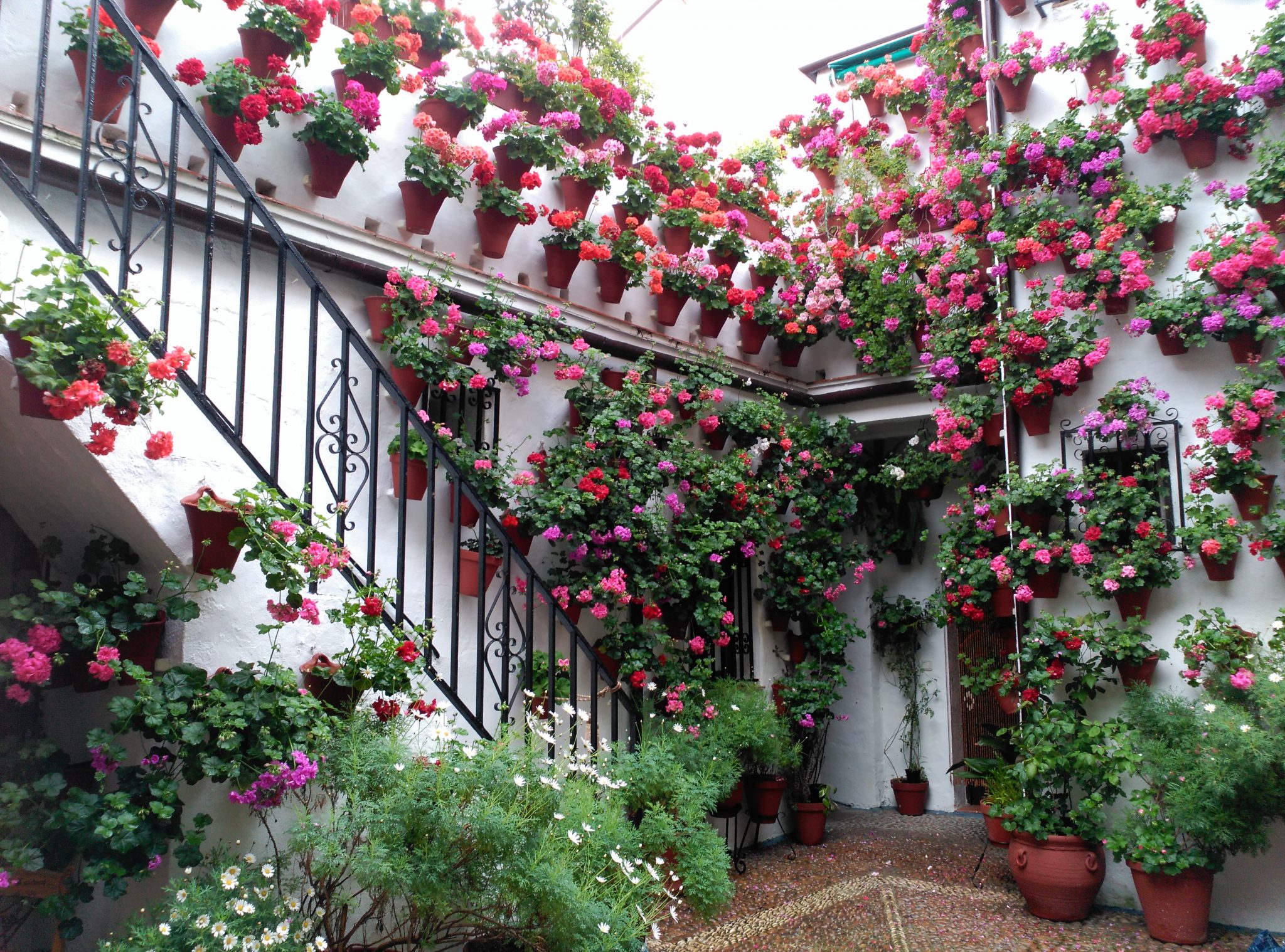 RUTA FESTIVAL DE PATIOS-MAYO – Rutas Accesibles por Córdoba